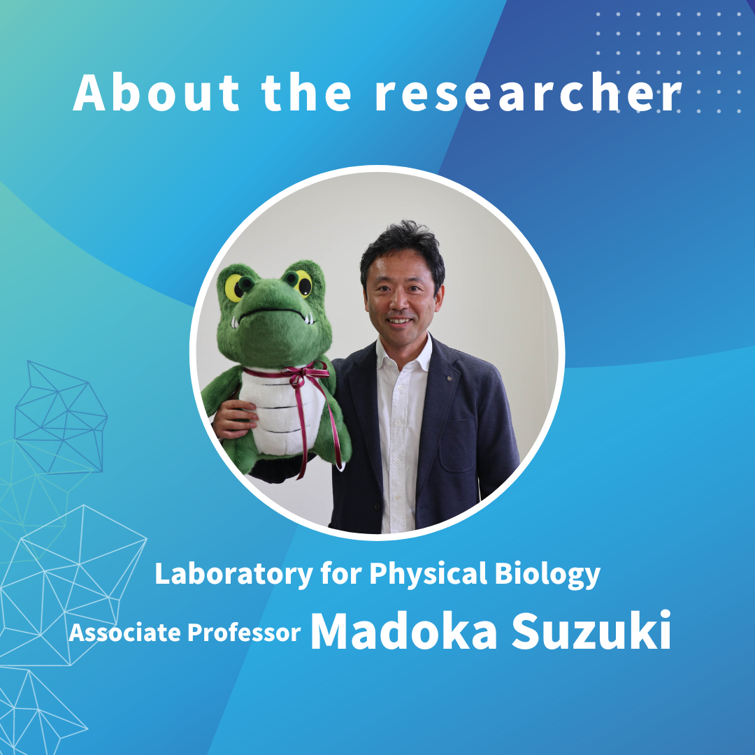 New Evidence Explains How Warming Up Enhances Muscle Performance 大阪大学