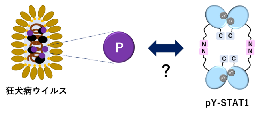 狂犬病ウイルスが標的とする、四量体pY-STAT1の構造を初めて解明 ～STATファミリーに関する新知見の提供及び、狂犬病に対するワクチン開発の貢献に期待～ - 大阪大学 蛋白質研究所