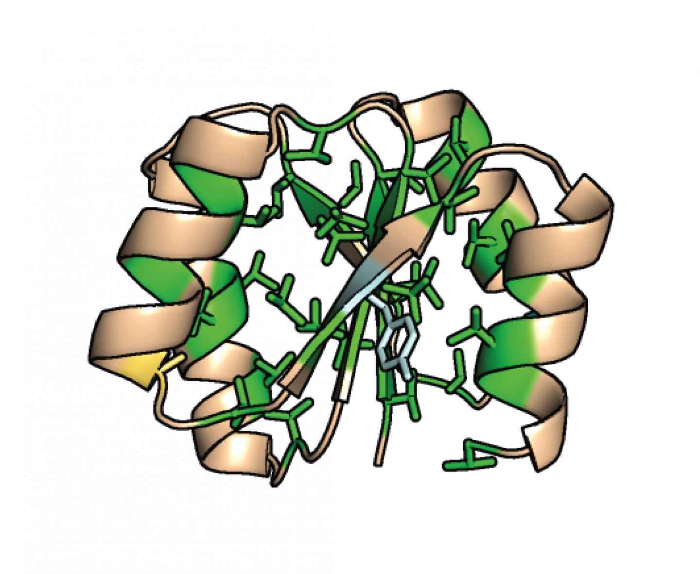 Researchers find why ‘lab-made’ proteins have unusually high ...