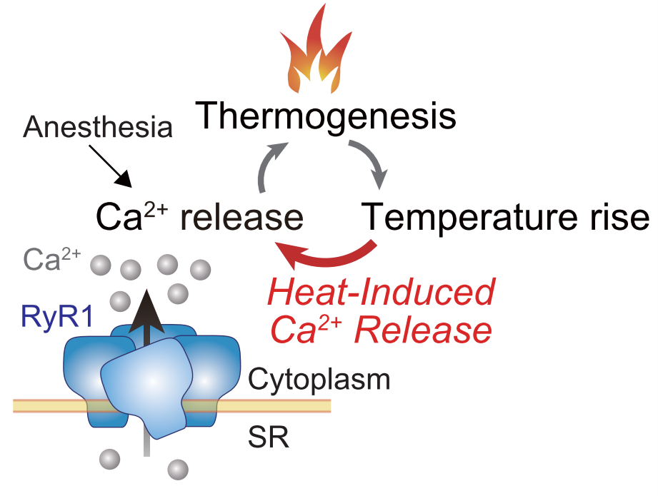 A heat-sensitive calcium channel gets positive feedback - 大阪大学 蛋白質研究所