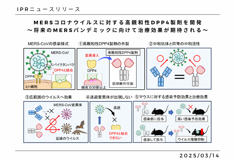 MERSコロナウイルスに対する高親和性DPP4製剤を開発 ～将来のMERSパンデミックに向けて治療効果が期待される～ - 大阪大学 蛋白質研究所