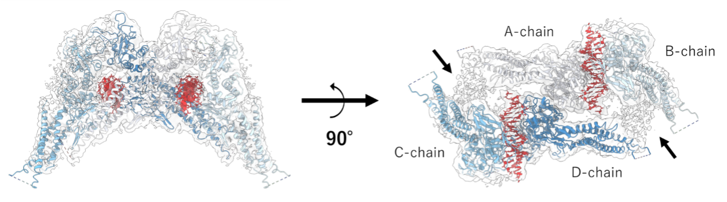 狂犬病ウイルスが標的とする、四量体pY-STAT1の構造を初めて解明 ～STATファミリーに関する新知見の提供及び、狂犬病に対するワクチン開発の貢献に期待～ - 大阪大学 蛋白質研究所