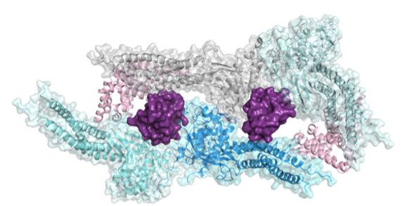 狂犬病ウイルスが標的とする、四量体pY-STAT1の構造を初めて解明 ～STATファミリーに関する新知見の提供及び、狂犬病に対するワクチン開発の貢献に期待～ - 大阪大学 蛋白質研究所