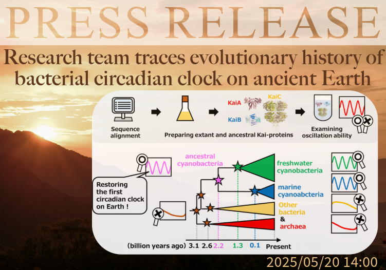 Research team traces evolutionary history of bacterial circadian clock ...
